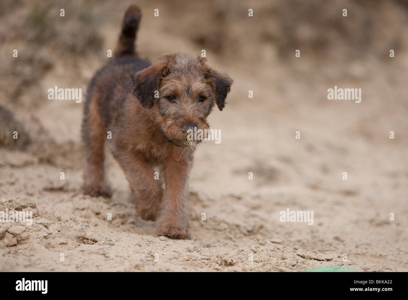 Baby irish terrier hi-res stock photography and images - Alamy