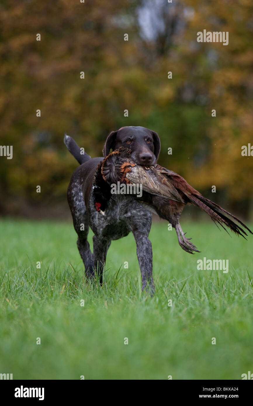 Pheasant runs hi-res stock photography and images - Alamy