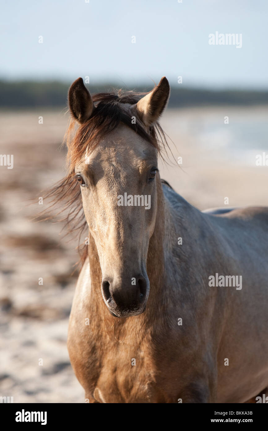 Quarab Horse stallion Stock Photo - Alamy