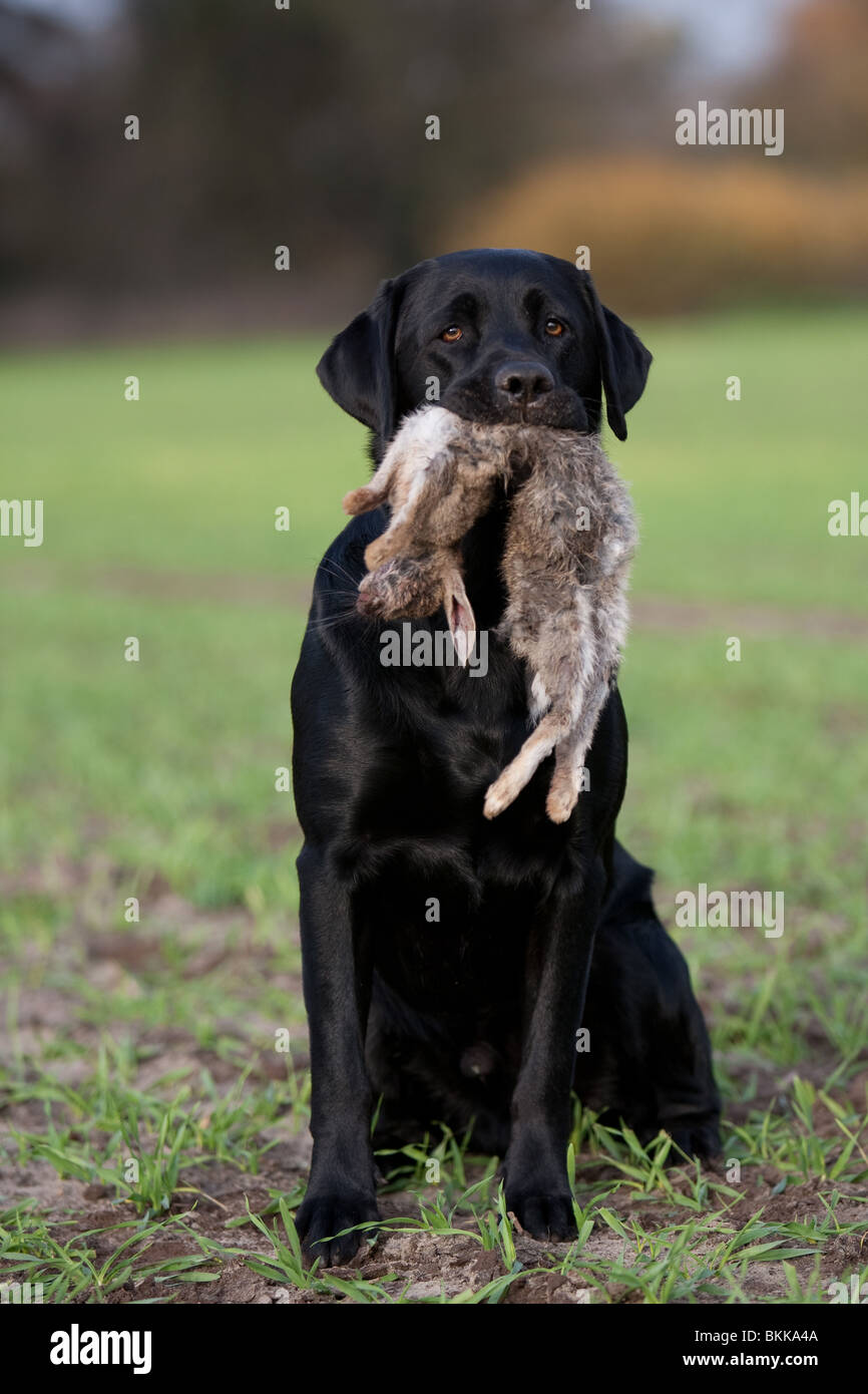 Labrador Retriever with bunny Stock Photo - Alamy