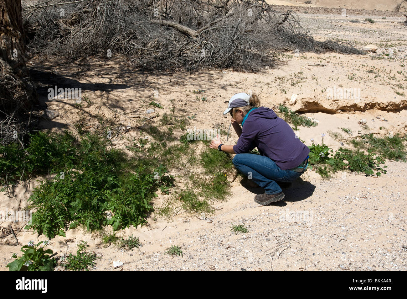 Botanist at Work Stock Photo - Alamy