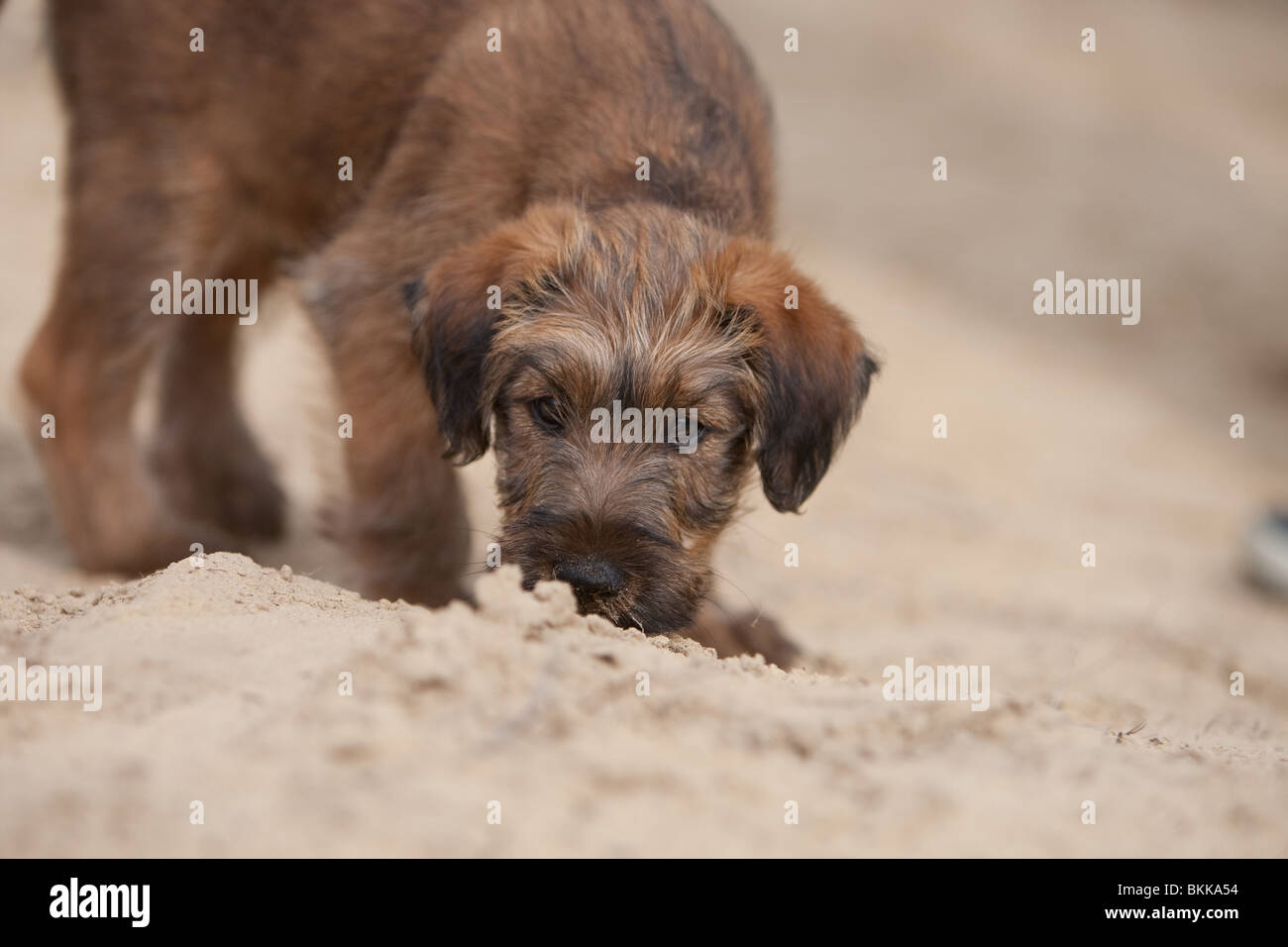 Irish Terrier puppy Stock Photo - Alamy