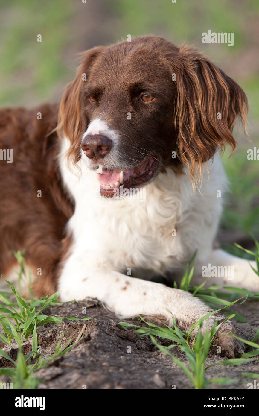 small munsterlander dog Stock Photo - Alamy