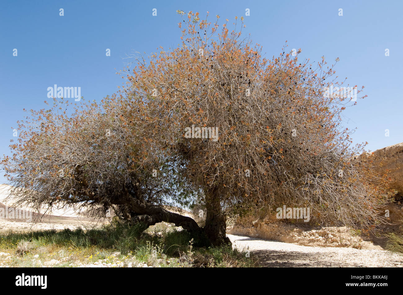 Palaestina israel hi-res stock photography and images - Alamy