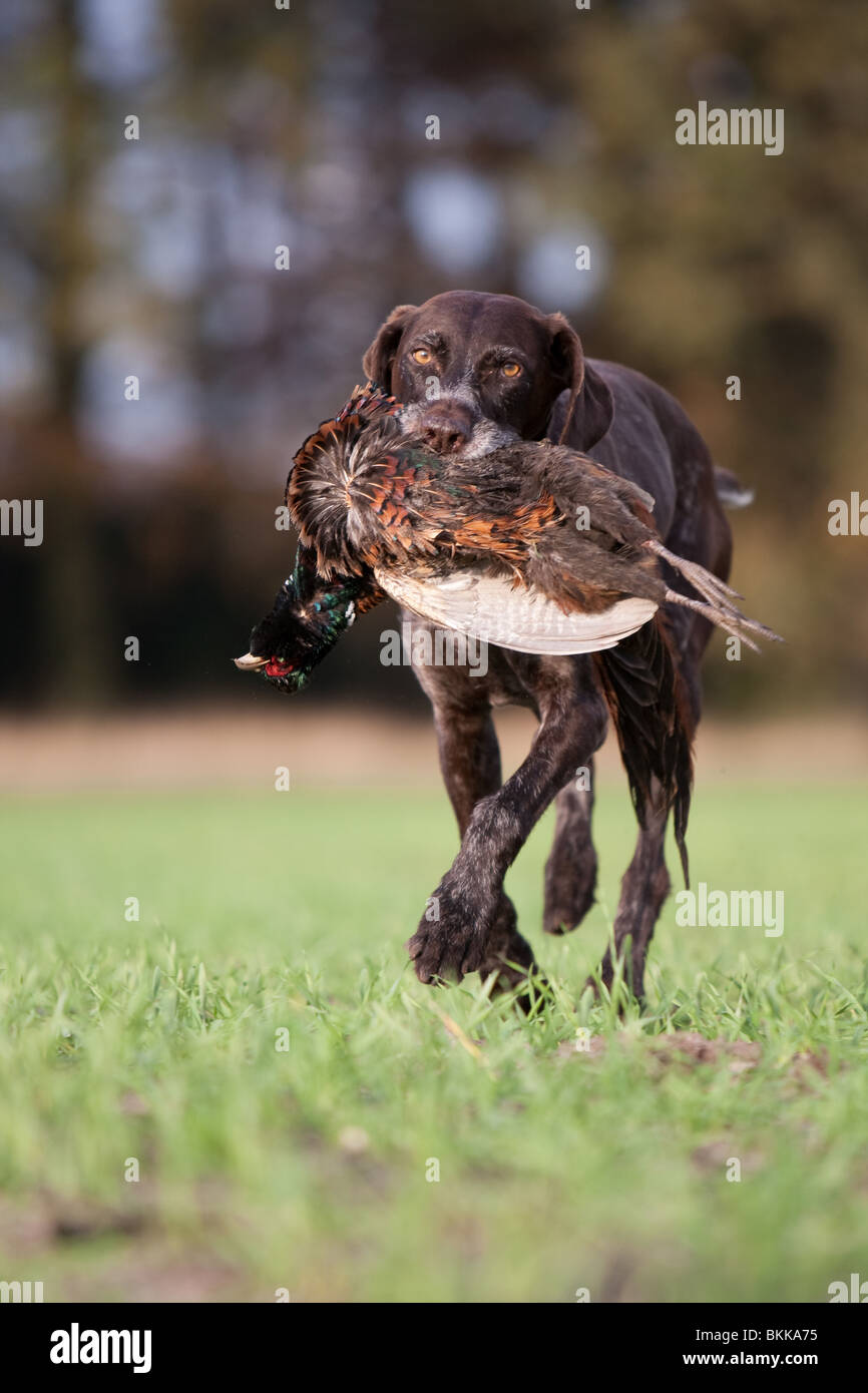 German wirehaired Pointer with pheasant Stock Photo - Alamy