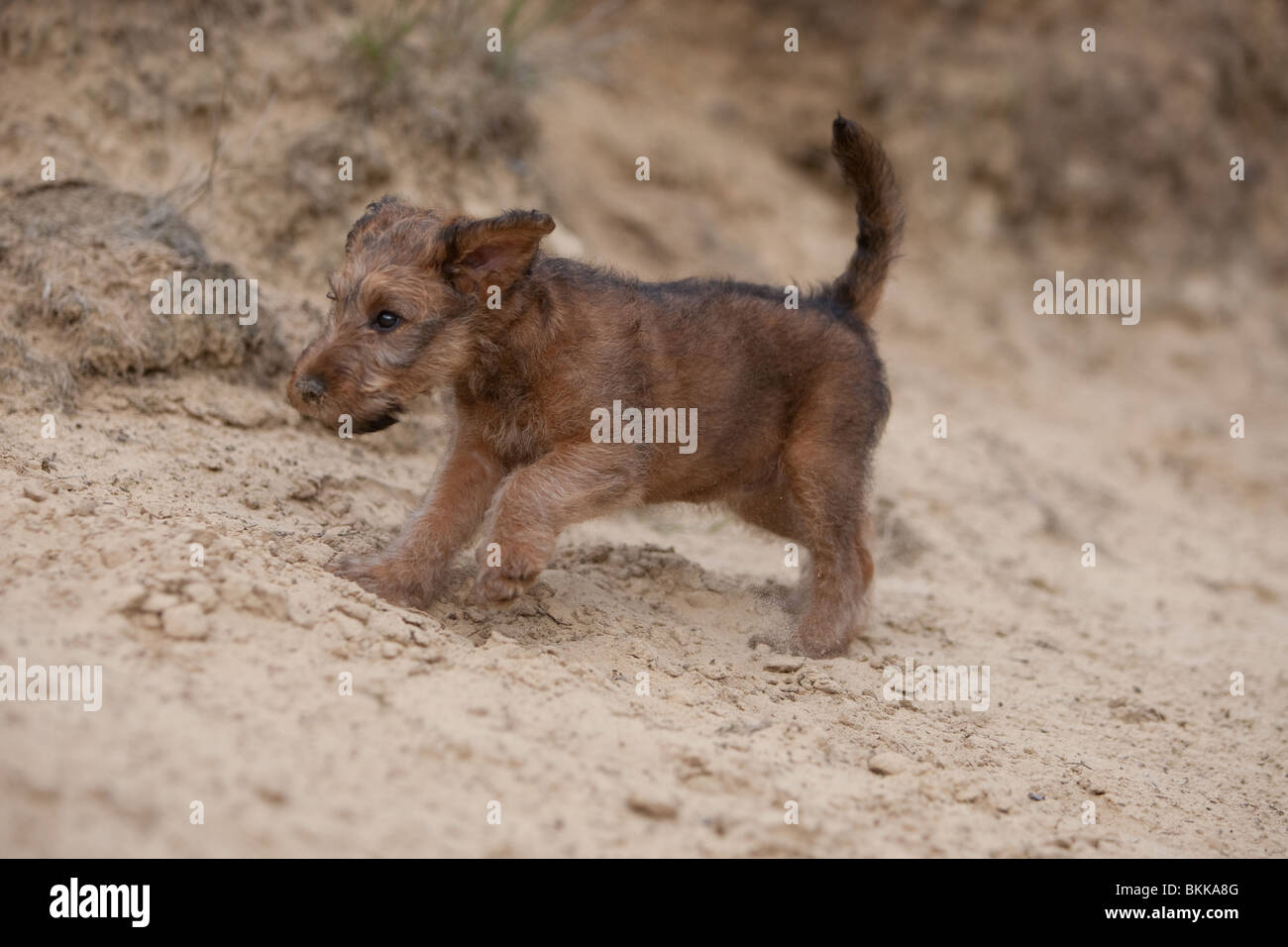Irish terrier puppies hi-res stock photography and images - Alamy