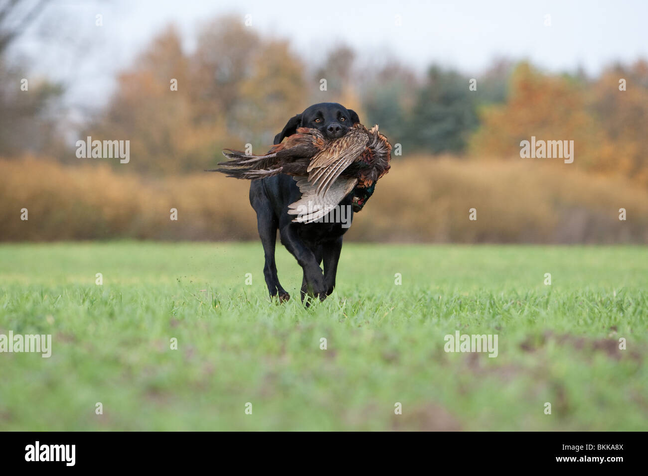 Labrador Retriever with bunny Stock Photo - Alamy