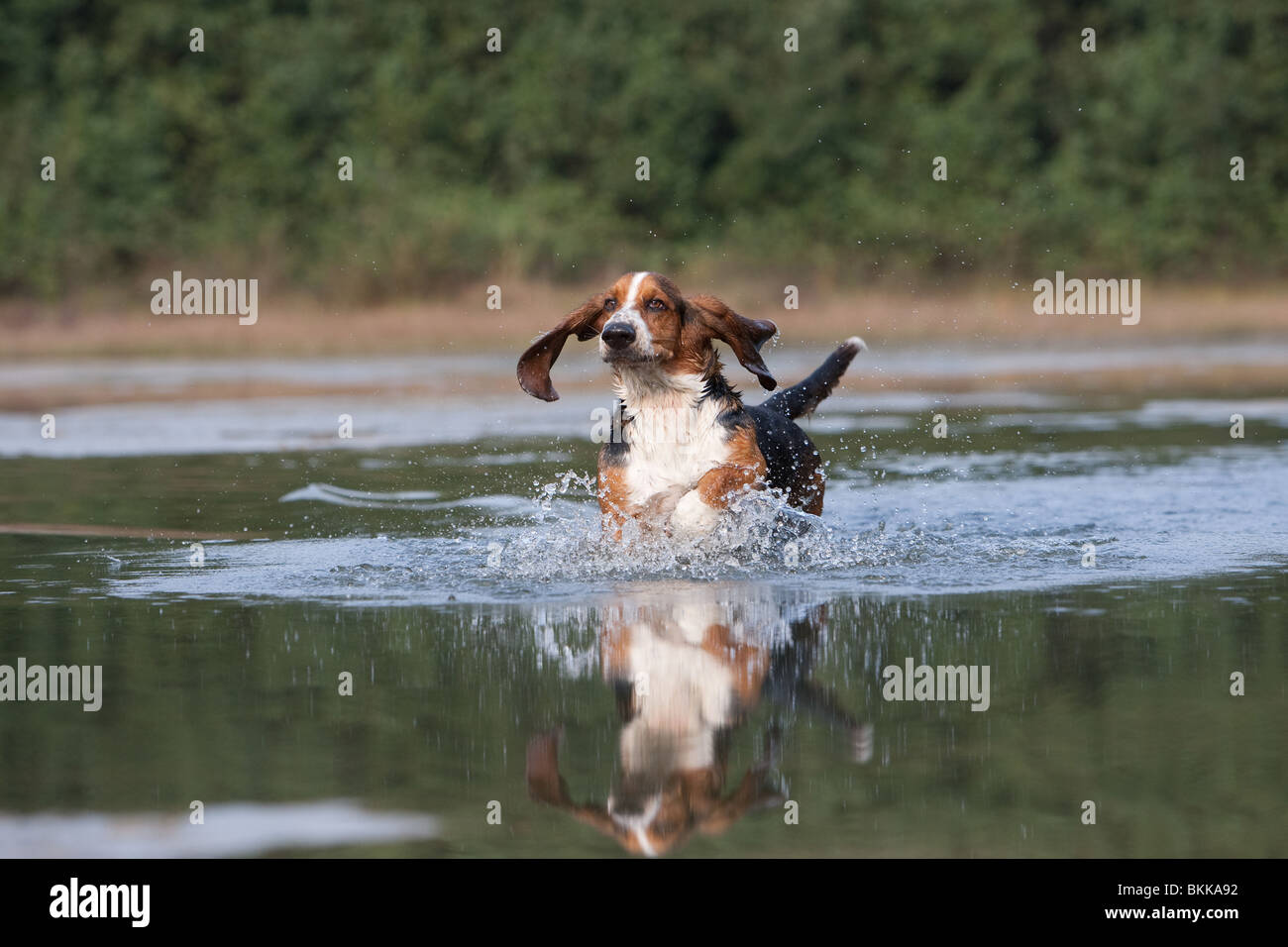running Basset Hound Stock Photo - Alamy