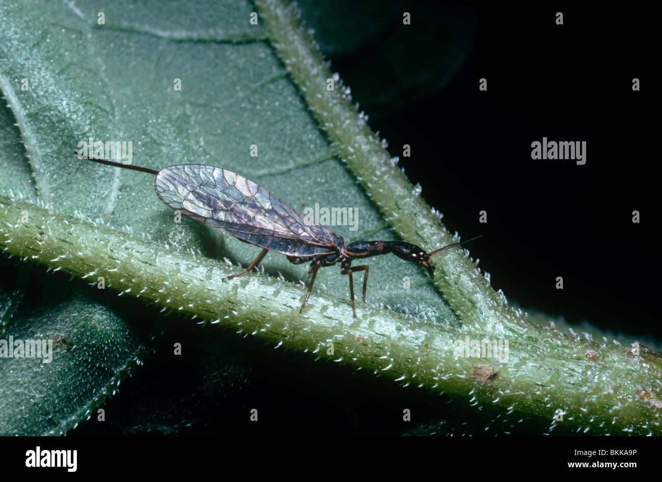 Snake-fly female (Agulla sp.) in woodland, Utah USA Stock Photo - Alamy