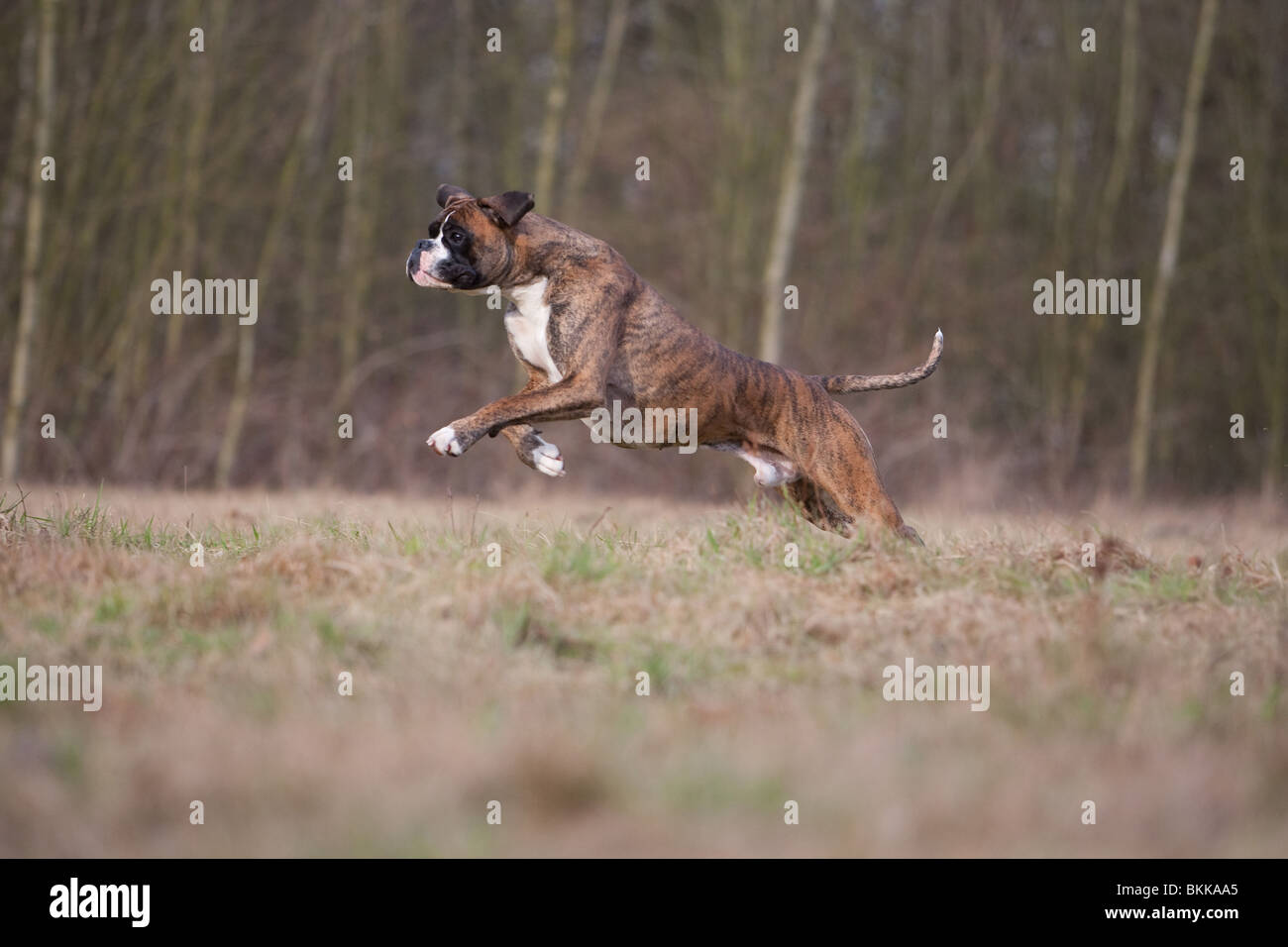 Male boxer profile hi-res stock photography and images - Alamy