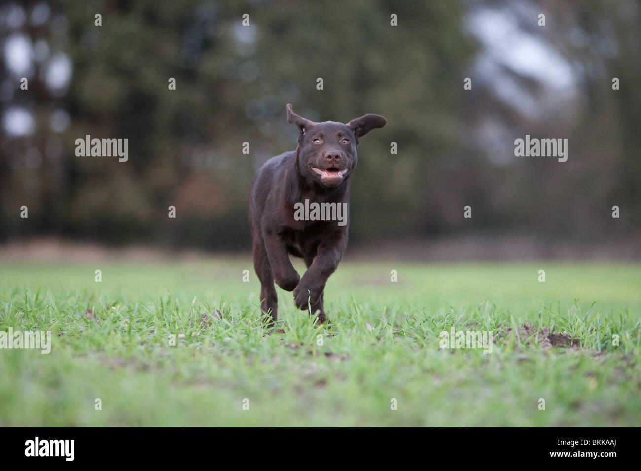 running young Labrador Retriever Stock Photo - Alamy
