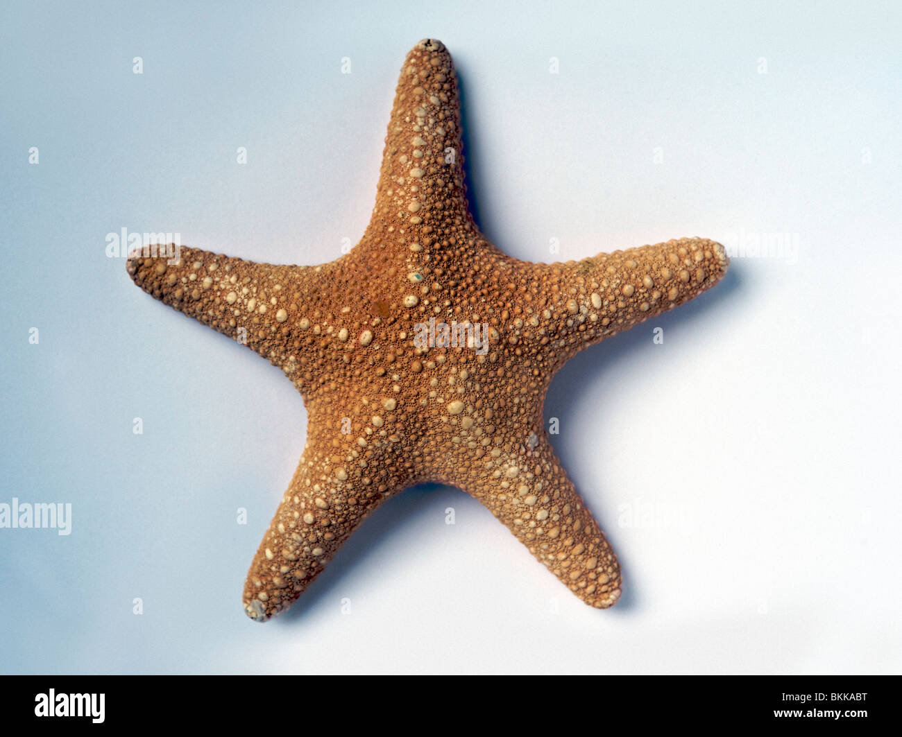 Red color star fish hi-res stock photography and images - Alamy