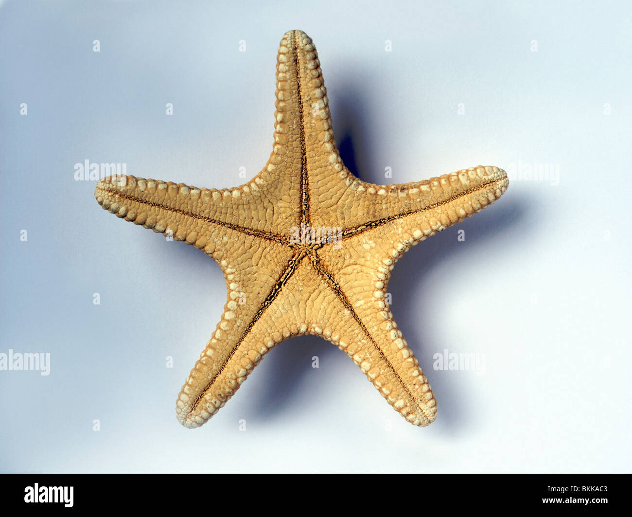 Red color star fish hi-res stock photography and images - Alamy
