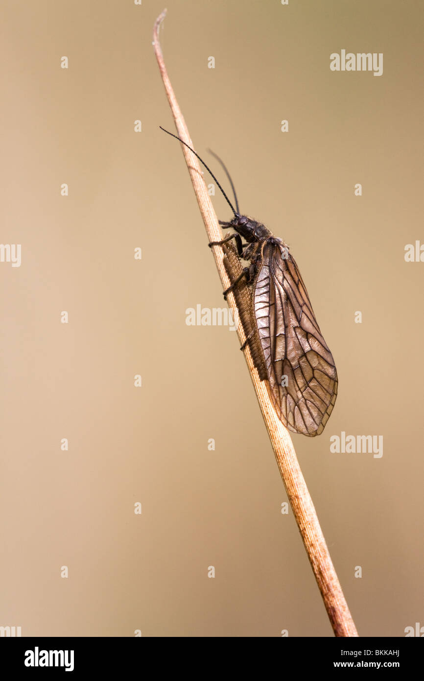 Alder-fly Sialis lutaria adult on a Common Rush stem laying eggs Stock ...