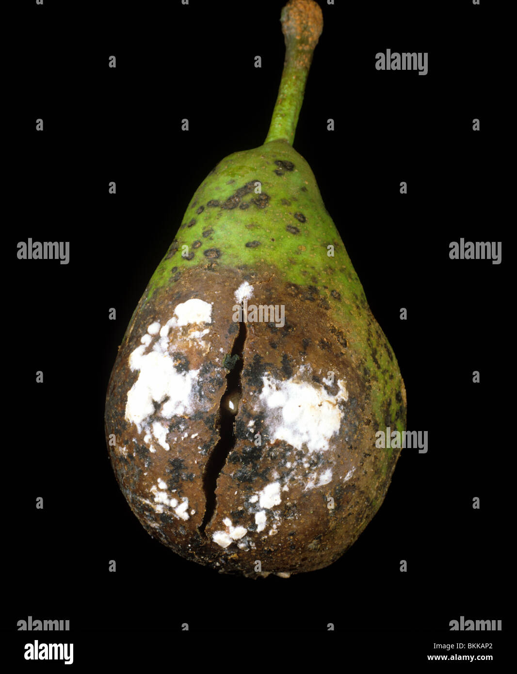 Pear and brown rot hi-res stock photography and images - Alamy
