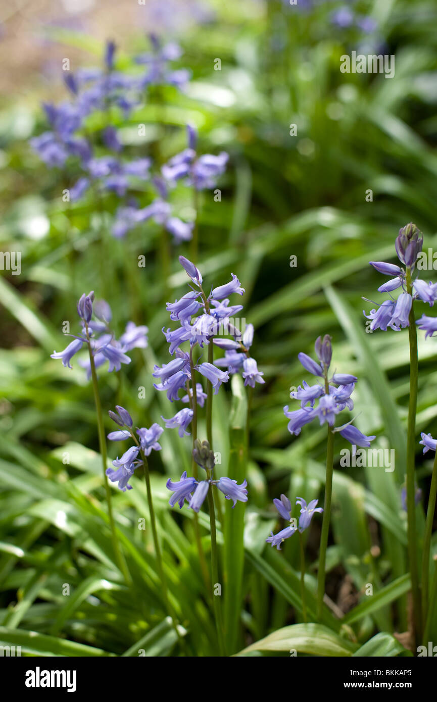 Bell green london hi-res stock photography and images - Alamy