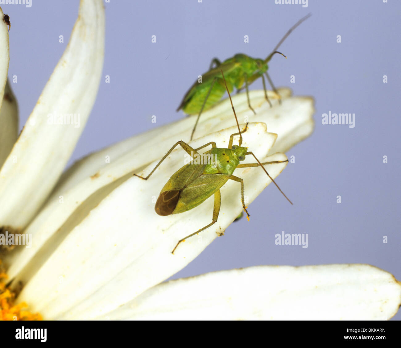 Potato bug hi-res stock photography and images - Alamy