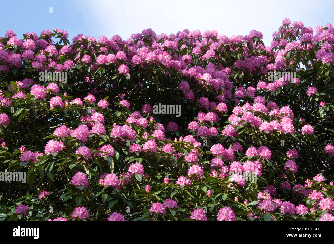 Rhododendron flowers rhododendrons flower hi-res stock photography and ...