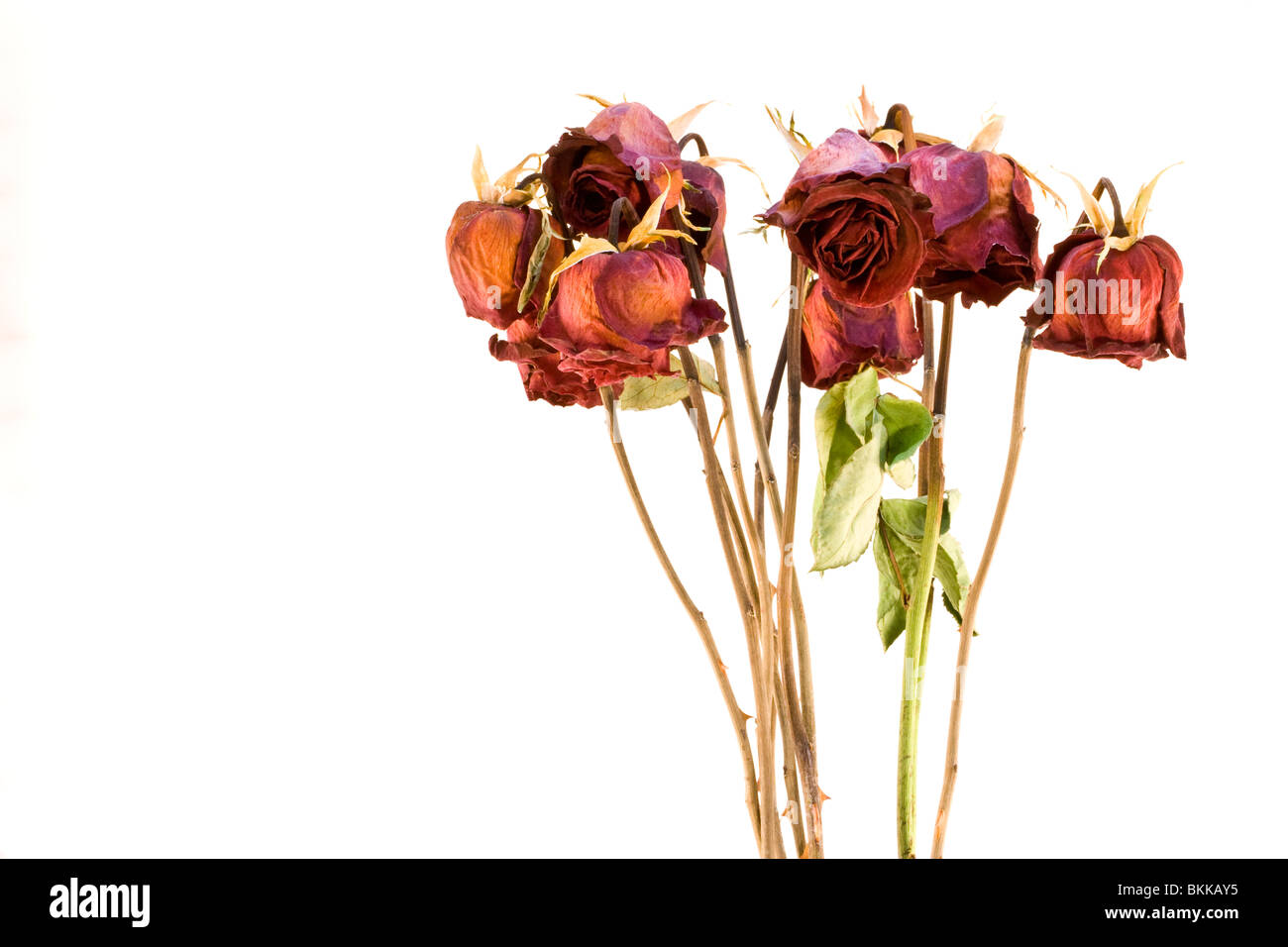 Long red leaf Cut Out Stock Images & Pictures - Alamy