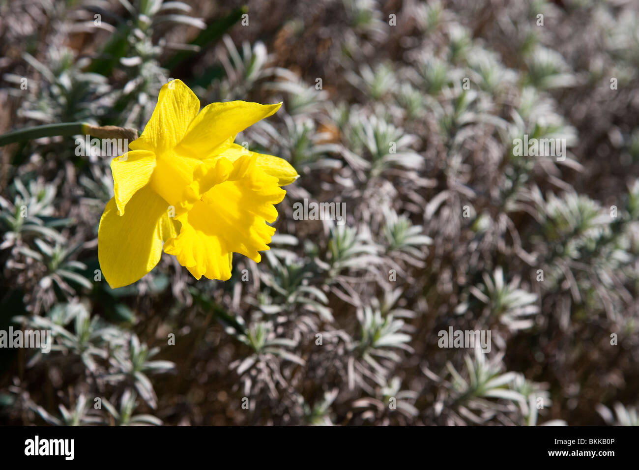 Yellow narcissus (daff) with grayish background Stock Photo - Alamy