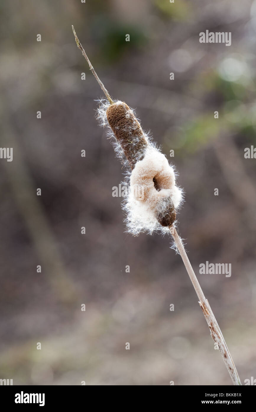 Bullrush Typha atifolia seed head Stock Photo - Alamy