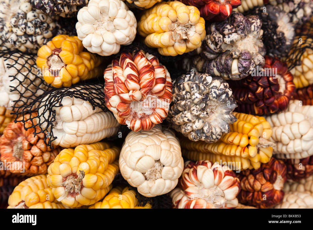 Cultivated varieties of maize or corn Stock Photo - Alamy