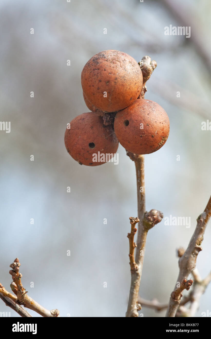 Marble Gall Wasp Alderia kollari galls on an Oak twig Stock Photo - Alamy