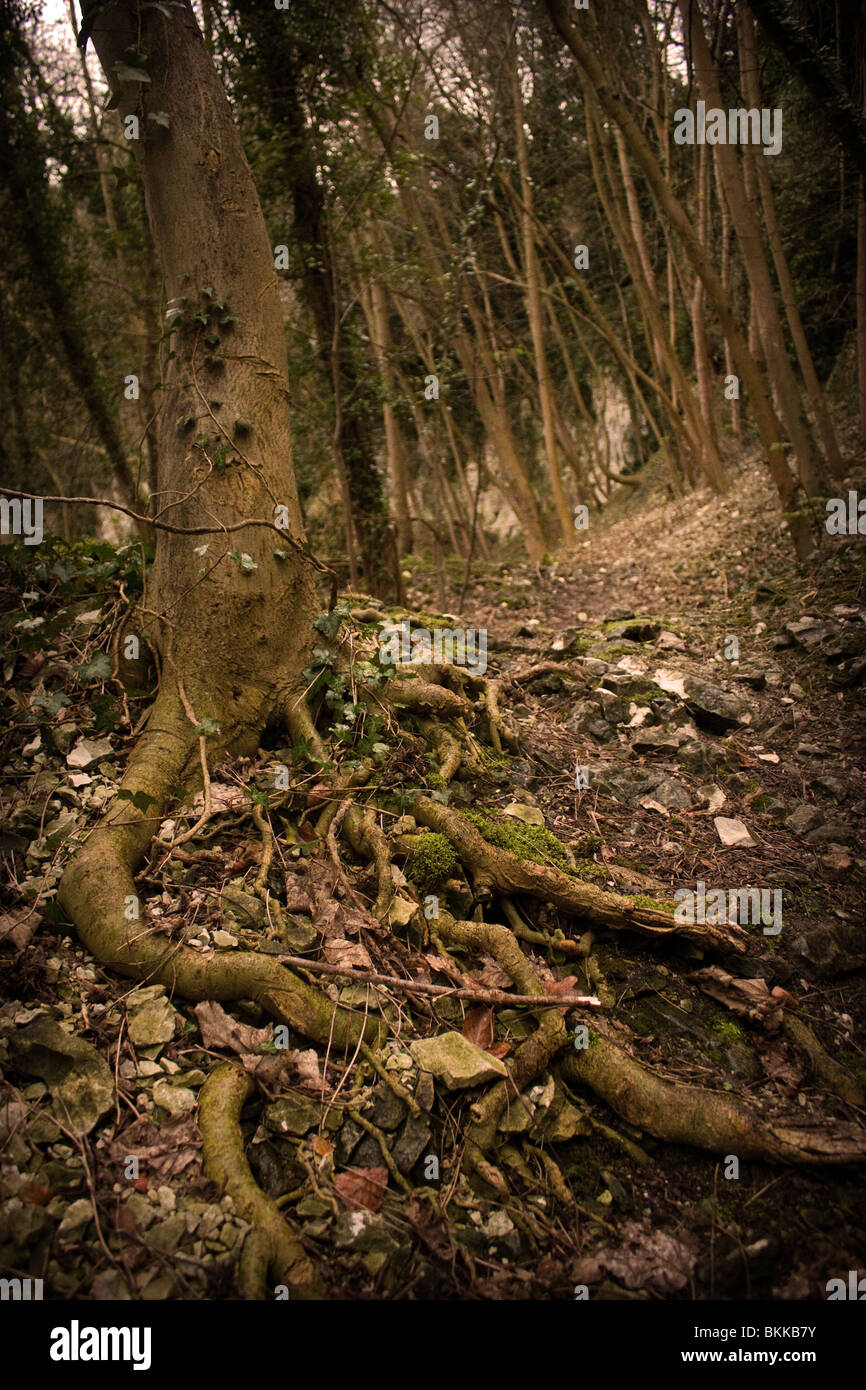 three and roots in a forest Stock Photo - Alamy