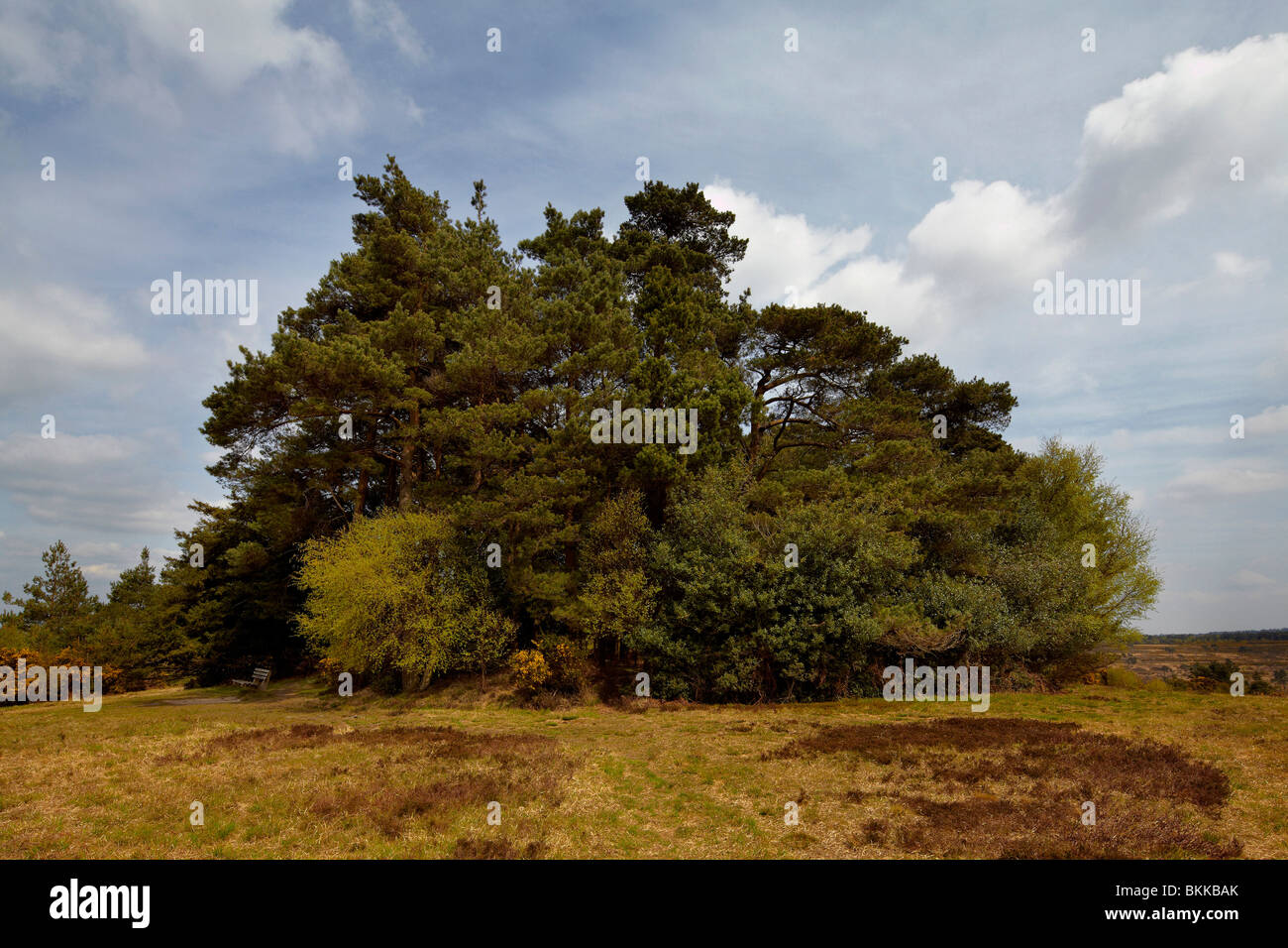Gills Lap, Ashdown forest, England.The enchanted place at the top of ...