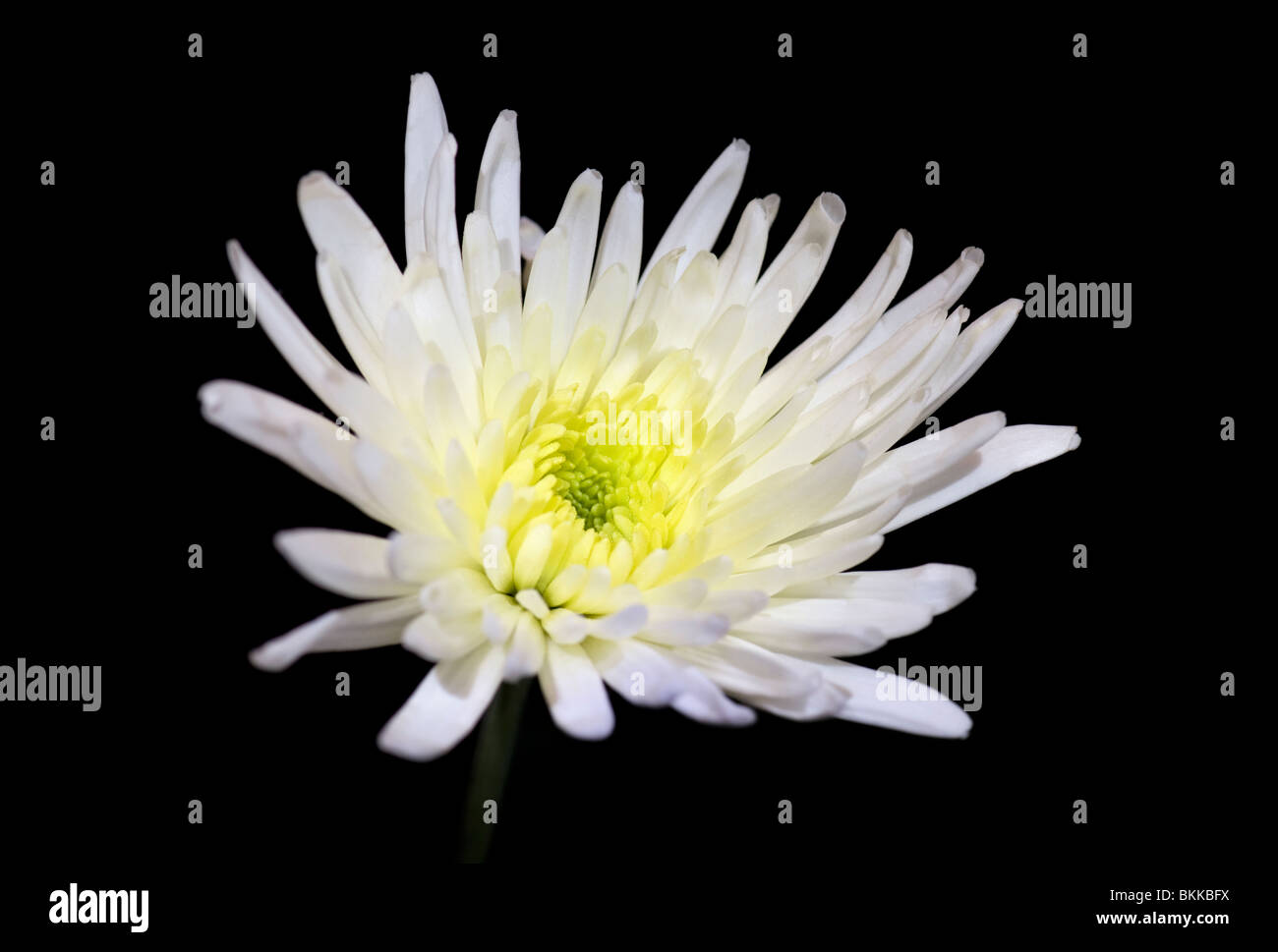 Single flower white background hi-res stock photography and images - Alamy