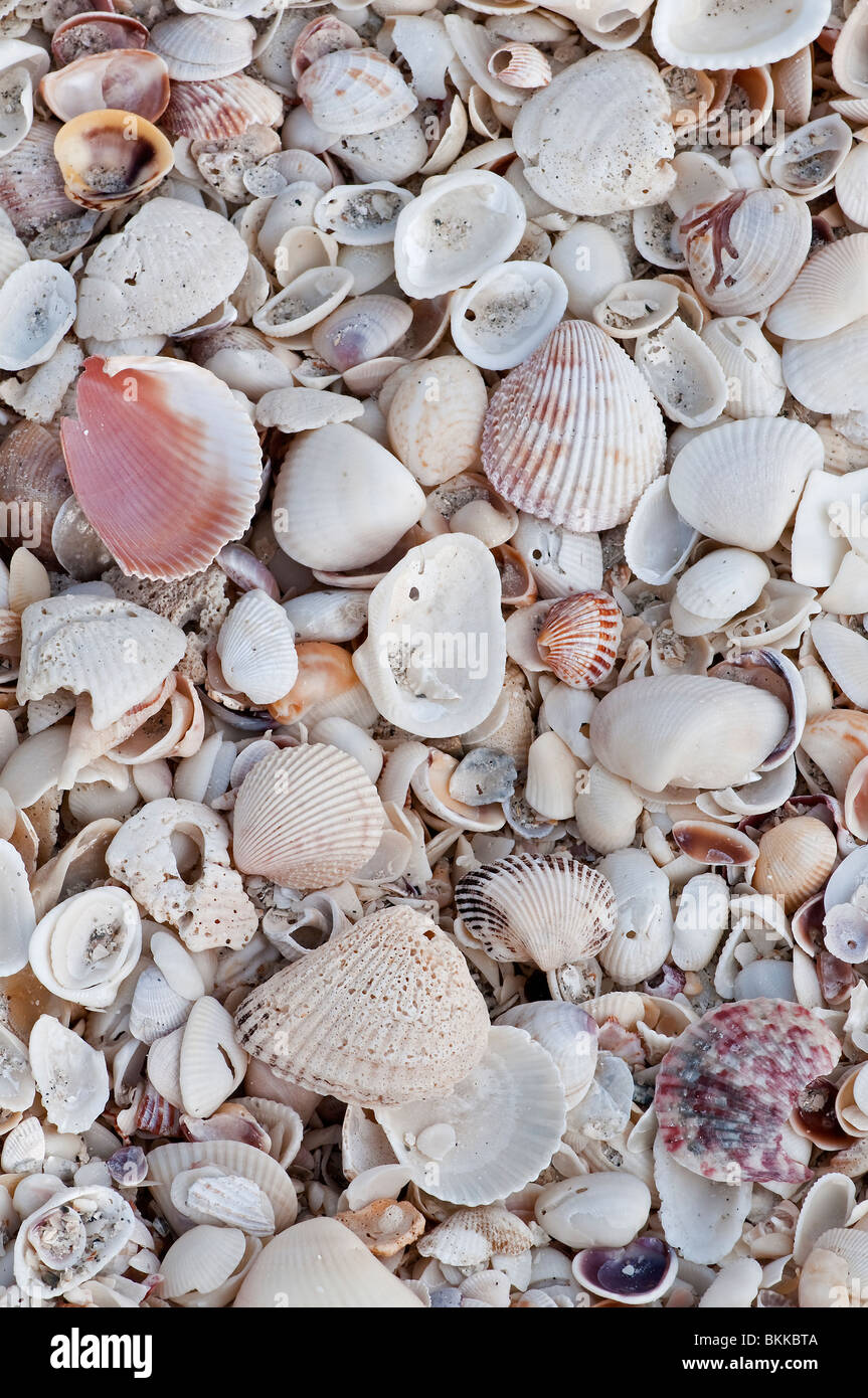 Collecting shells at the beach hi-res stock photography and images - Alamy