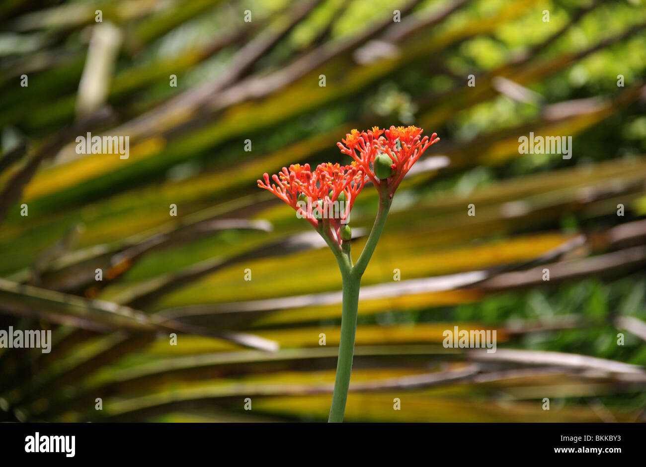 Red flower from hi-res stock photography and images - Alamy