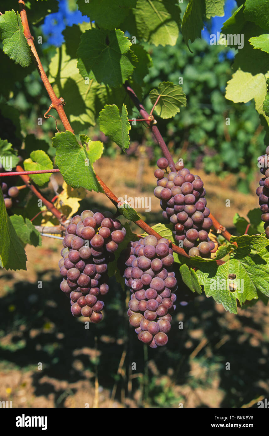 Willamette valley vineyards hi-res stock photography and images - Alamy