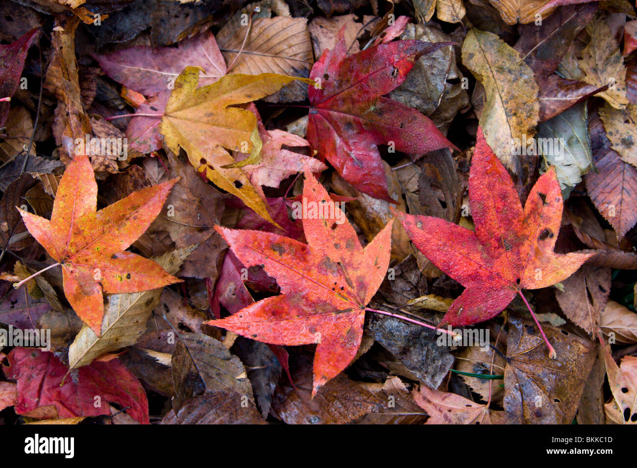 Dry Leaves Falling Down