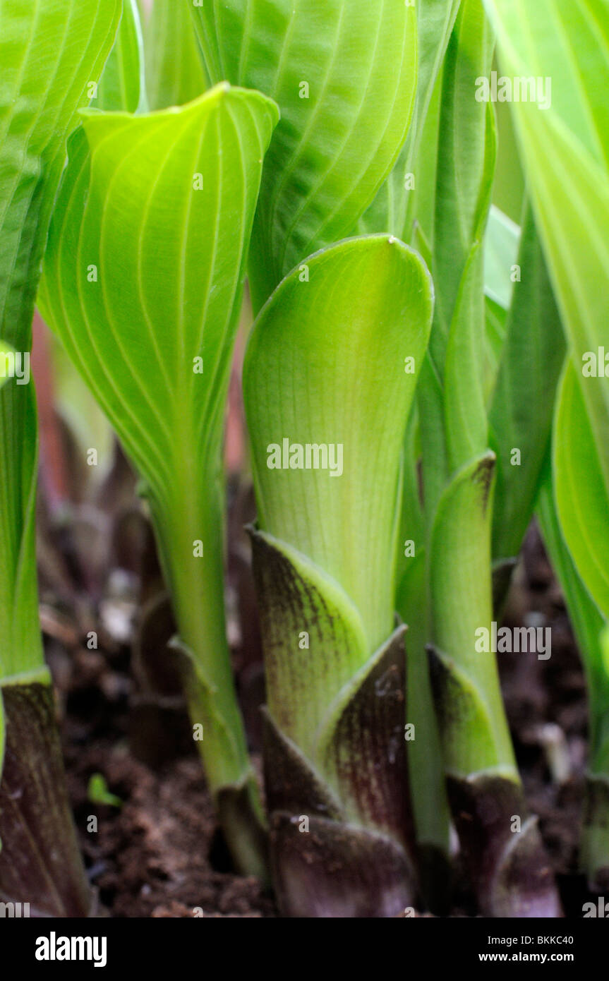 Young hosta plant hi-res stock photography and images - Alamy