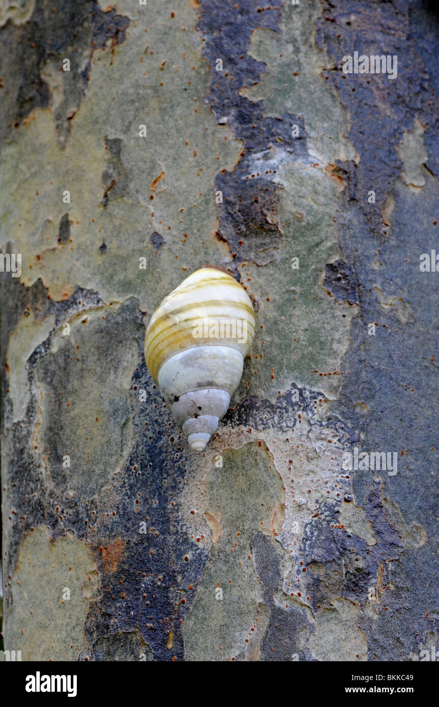 Everglades Tree Snail: Liguus fasciatus. Everglades, Florida, USA Stock ...