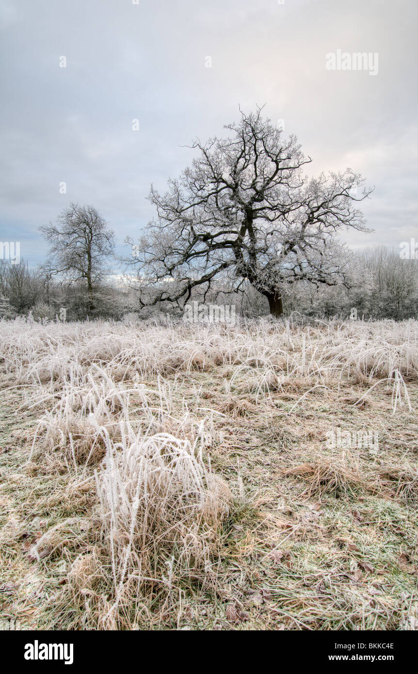 Old oak tree (Quercus) covered in hoar frost with frozen grasses in ...