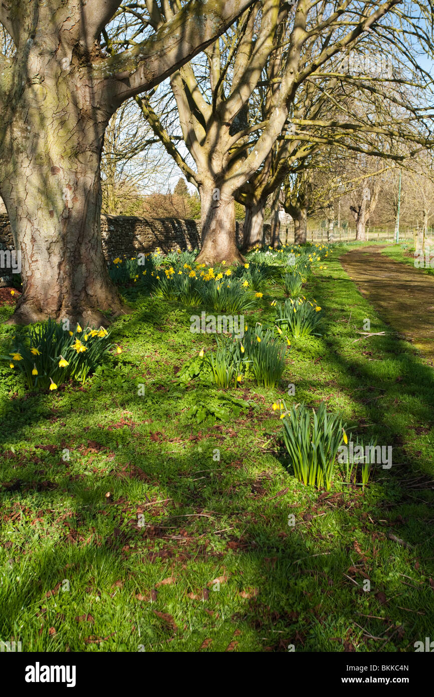 Spring on the footpath from Church Walk to Holy Cross Church in the ...