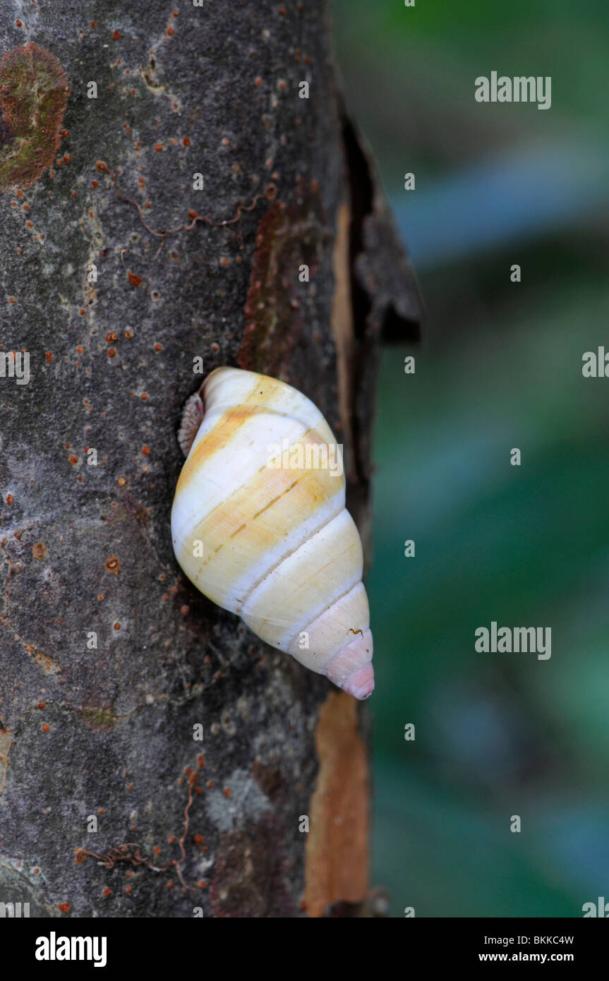 Everglades Tree Snail: Liguus fasciatus. Everglades, Florida, USA Stock ...