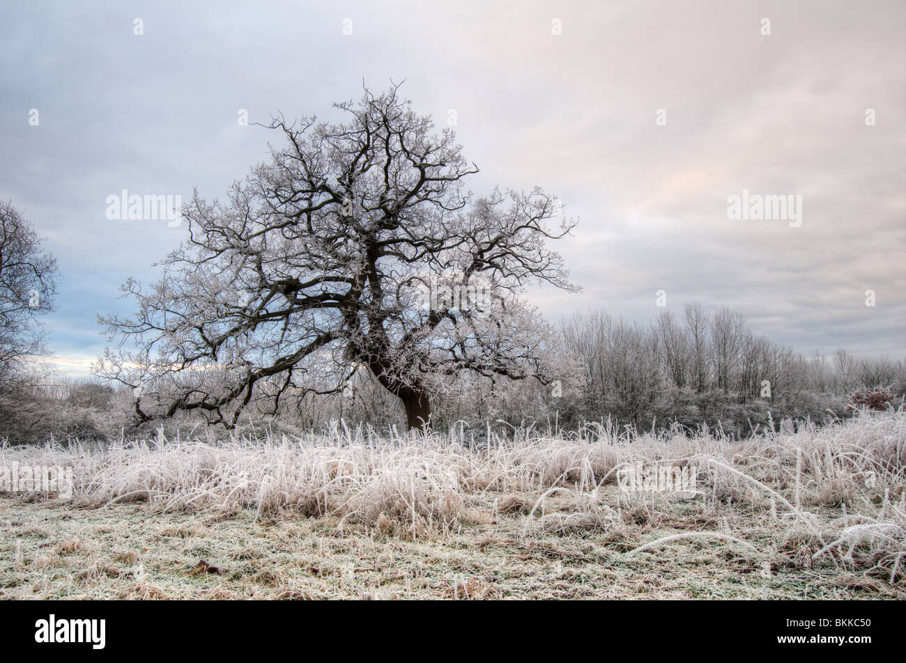 Old oak tree (Quercus) covered in hoar frost with frozen grasses in ...