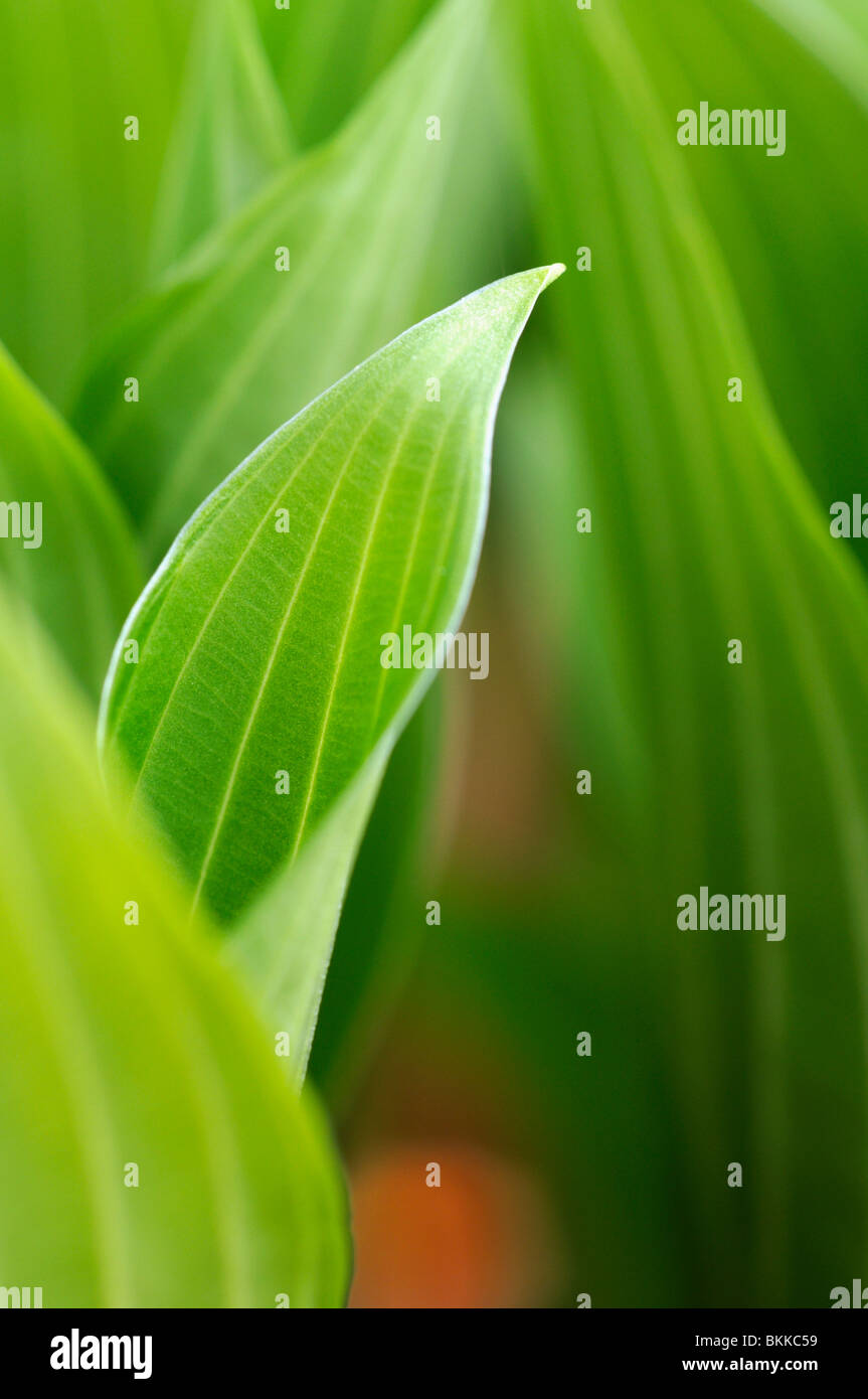Young Hosta leaves in early spring Stock Photo - Alamy
