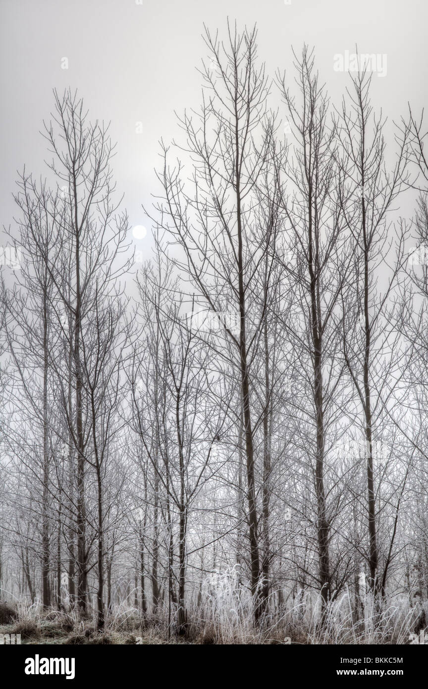 Hoar frost covered young beech trees (Fagus sylvatica) and fog taken in ...
