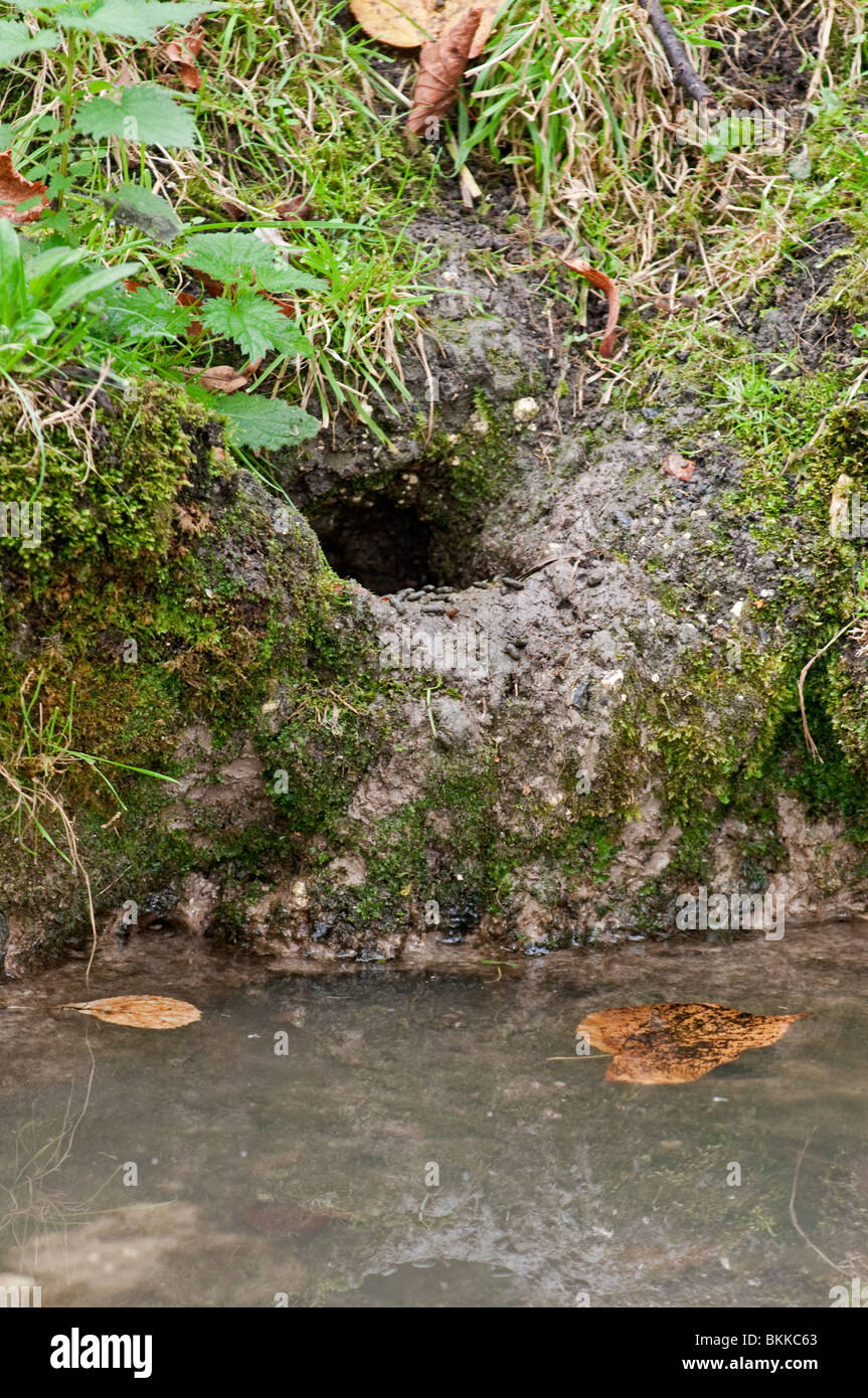 Water vole wildlife hi-res stock photography and images - Alamy