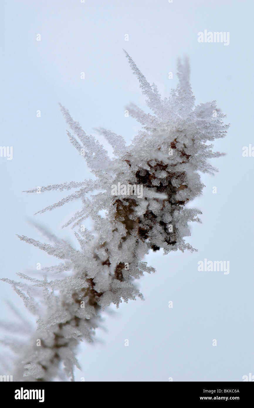 Close up wintry scene of spiky hoar frost on a frozen branch plant ...