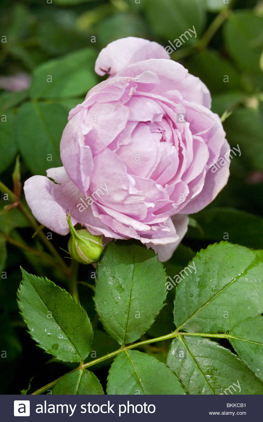 Alan Titchmarsh Stock Photos & Alan Titchmarsh Stock Images - Alamy