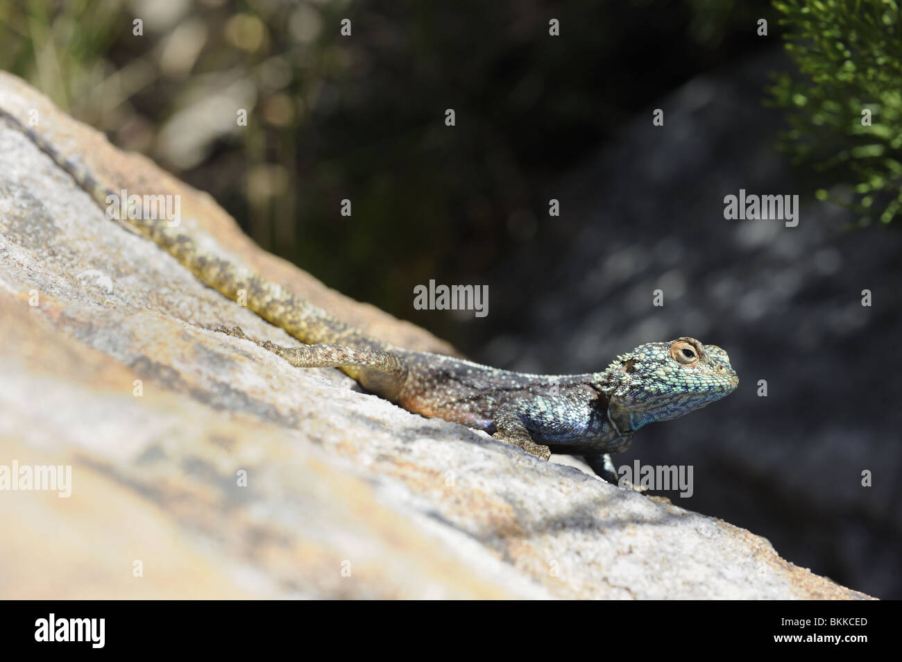 Southern rock hi-res stock photography and images - Alamy