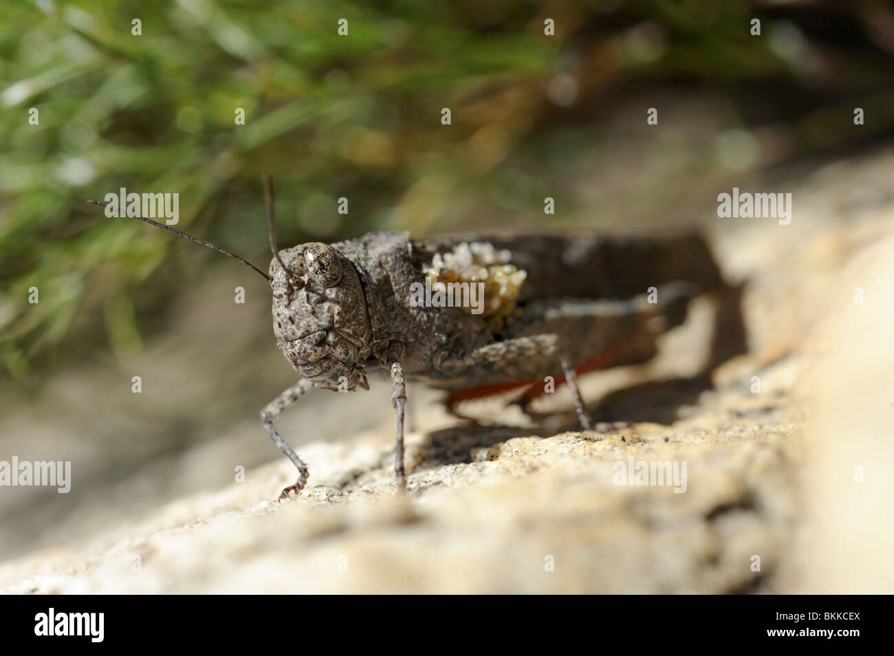 Brown locust hi-res stock photography and images - Alamy