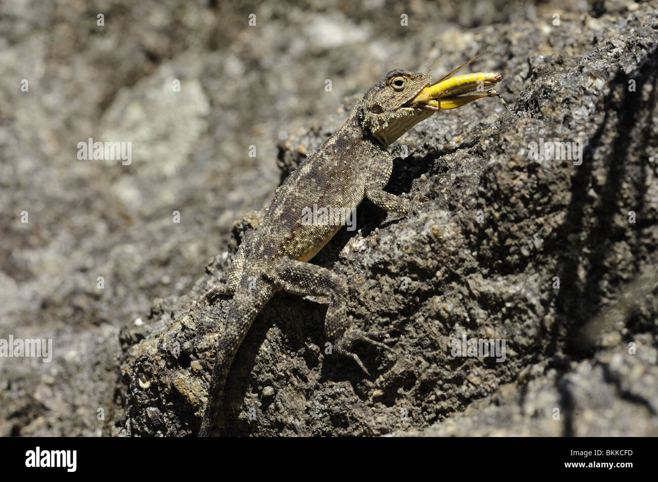 Lizard eating locust hi-res stock photography and images - Alamy