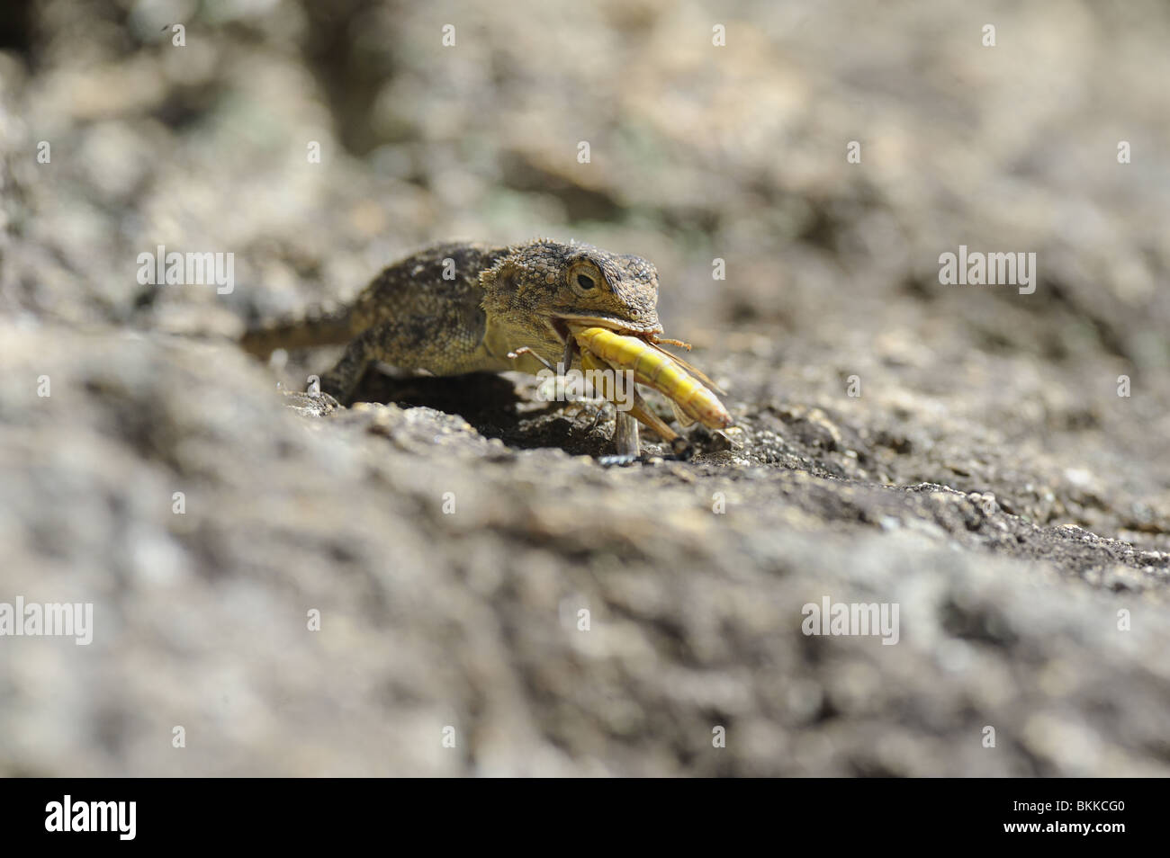 Southern Rock Agama Lizard with Locust which it has caught Stock Photo ...