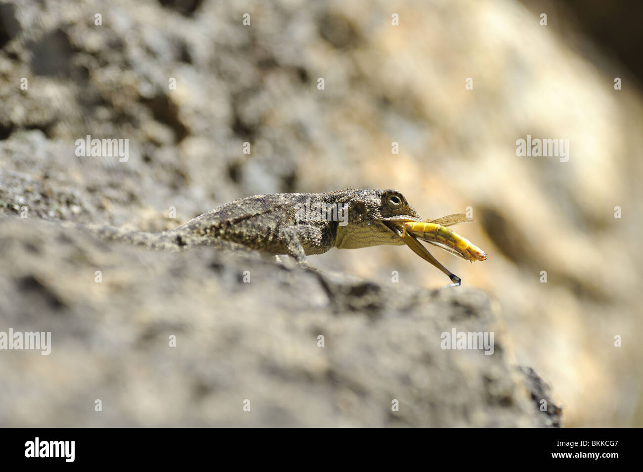 Lizard eating locust hi-res stock photography and images - Alamy